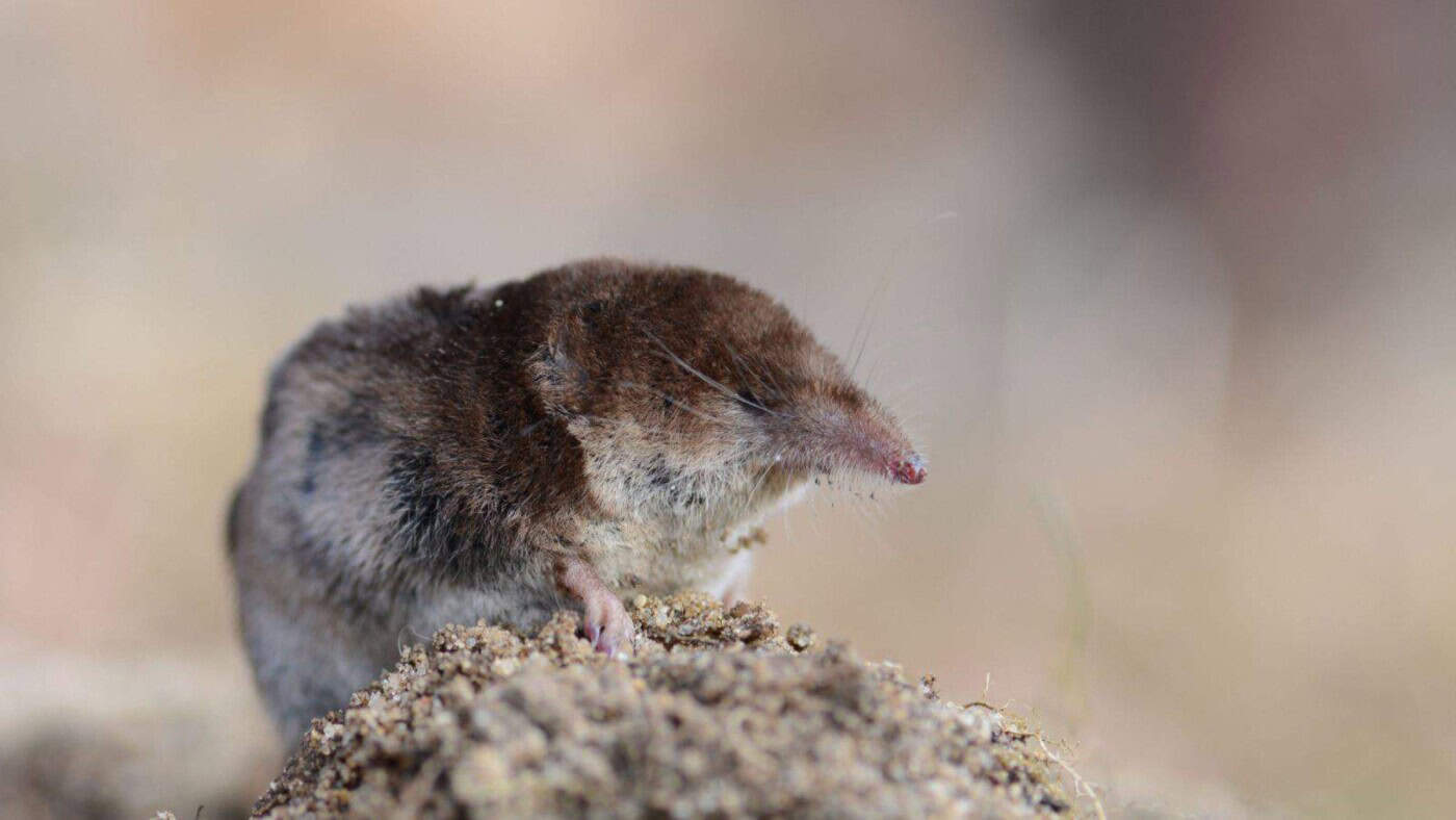 Feeding Frenzy: 10 Animals with the Largest Appetites