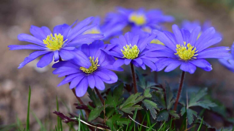 How to Plant, Grow, and Care for Anemone Flower (Windflower)