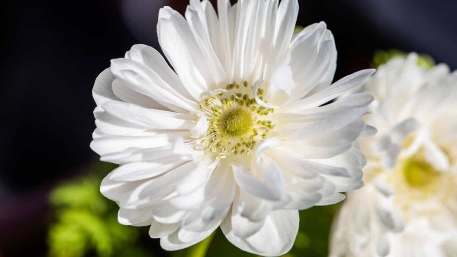 How to Plant, Grow, and Care for Anemone Flower (Windflower)