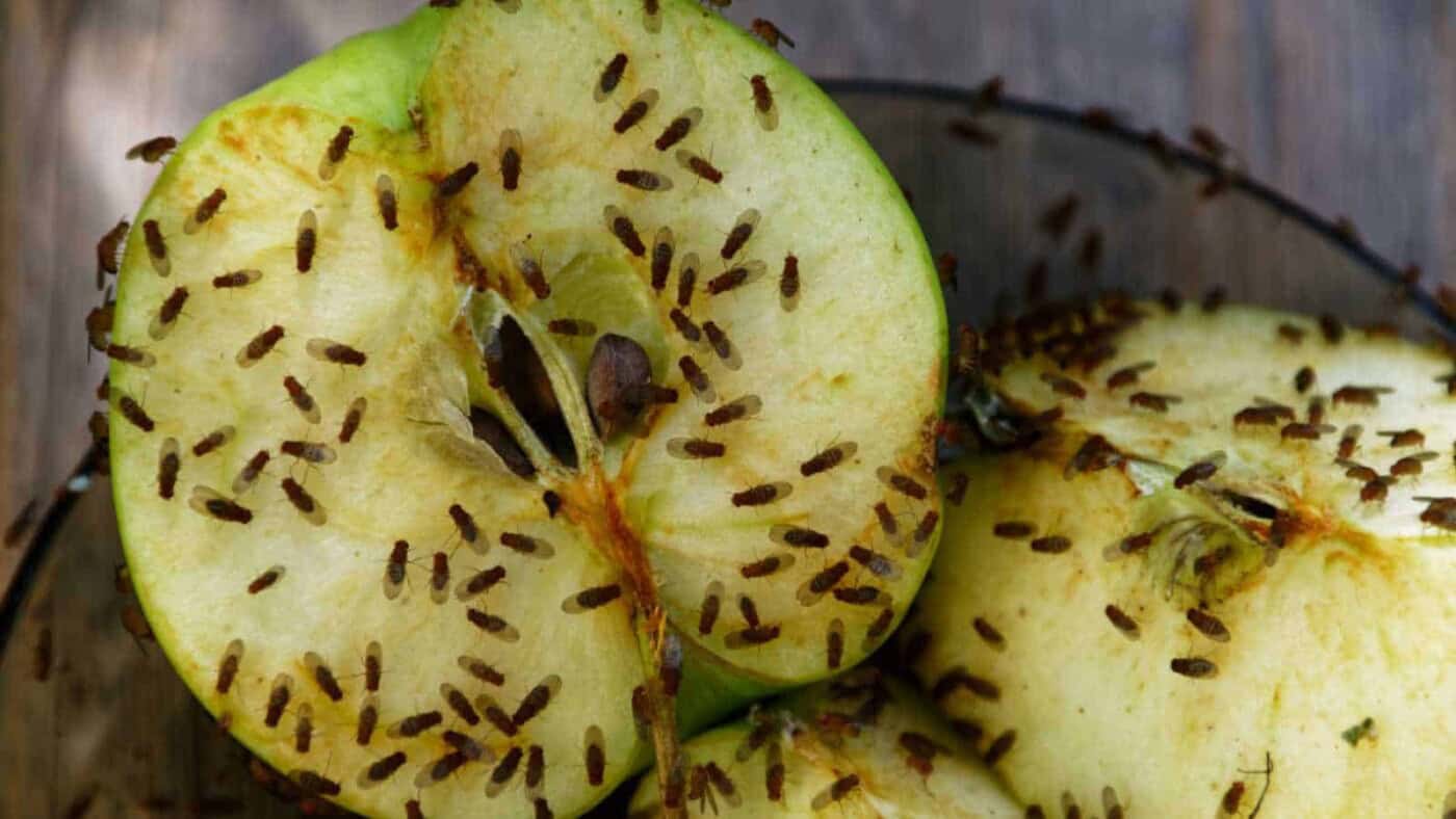 How to Make and Use DIY Fruit Fly Traps for Effective Control