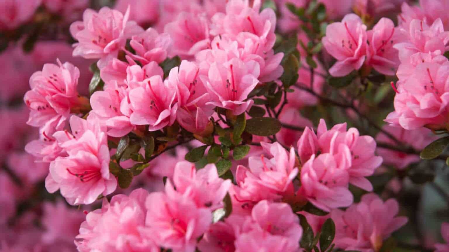 Azalea Guide: How to Plant, Grow, and Care for Azaleas