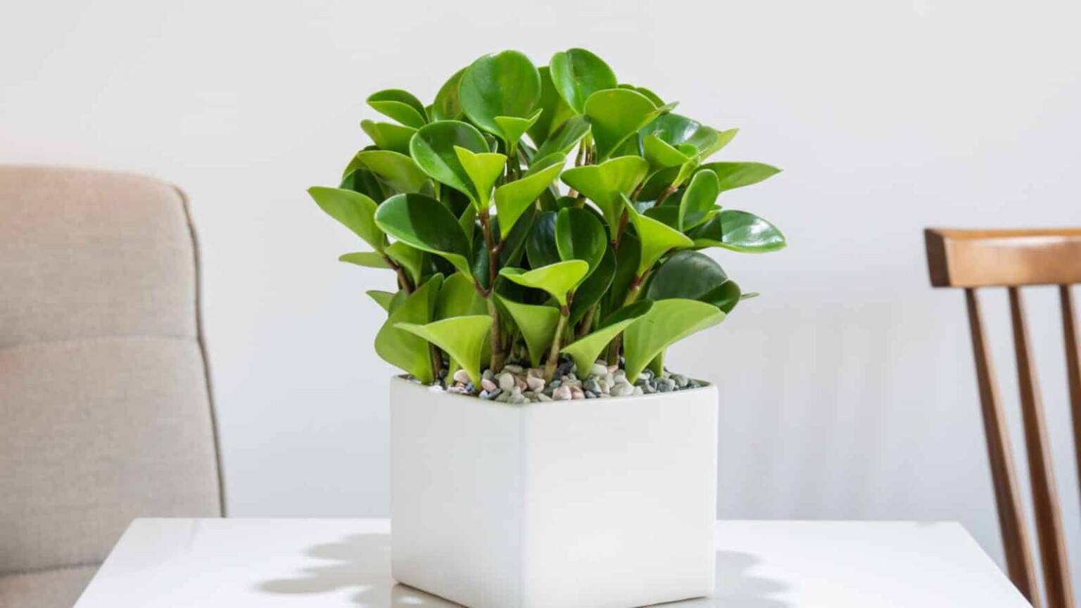 Peperomia Plants: Complete Plant Care and Growing Guide