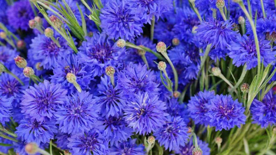 Express Gardening: Rapidly Growing Flowers from Seeds