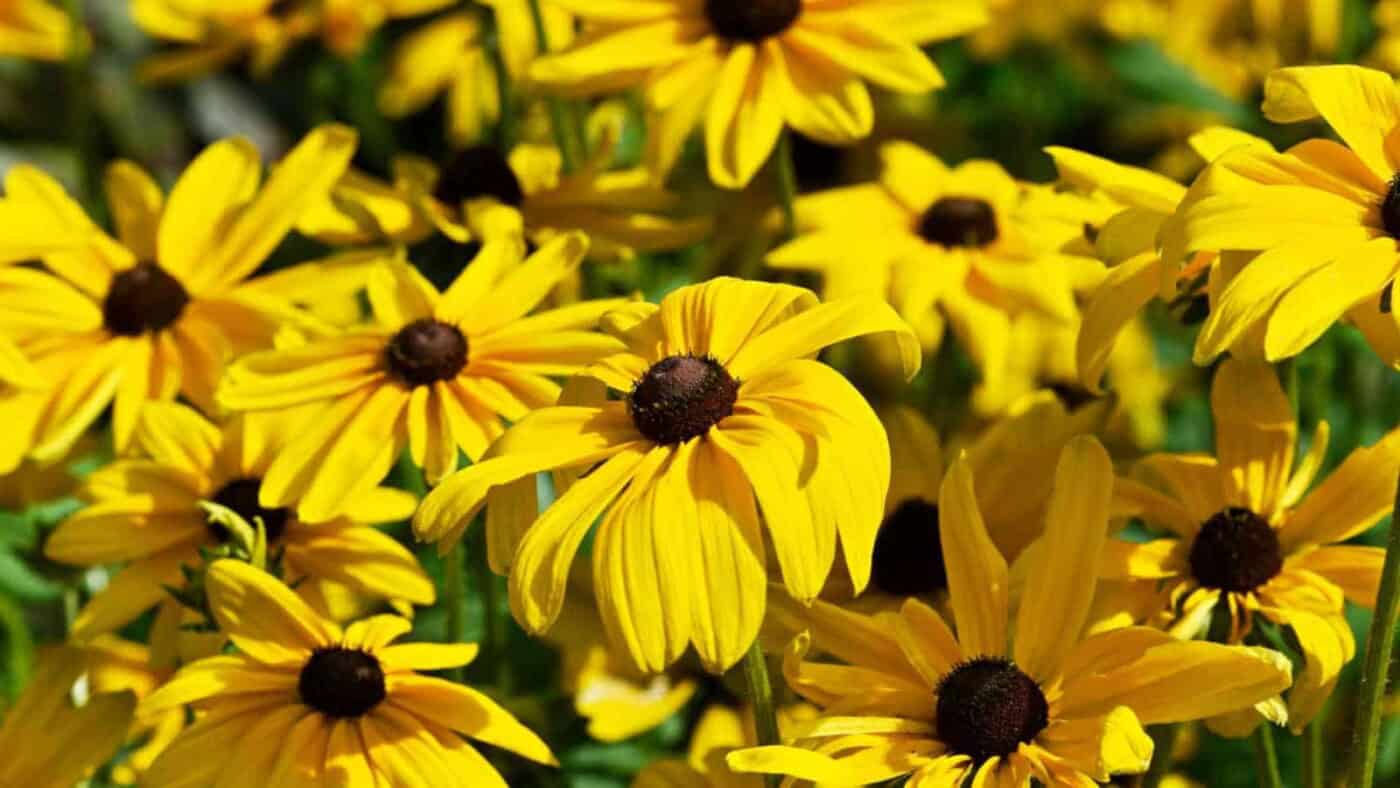 Sow and Grow: The 12 Simplest Flowers for Seed Starting