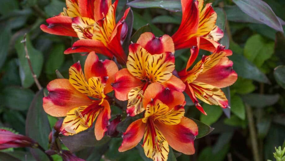 How to Plant, Grow and Care for Alstroemeria (Peruvian Lily)