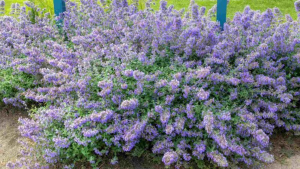 Catmint Guide: How to Plant, Grow, and Care for Nepeta
