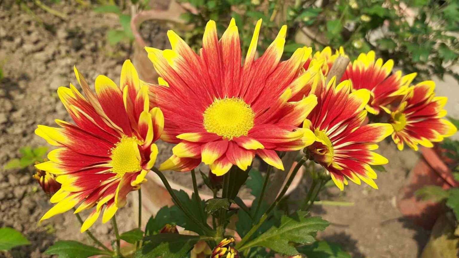 Chrysanthemum Guide: How to Plant, Grow, and Care for Mums