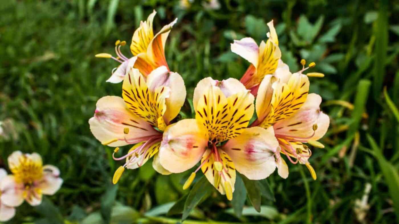 How to Plant, Grow and Care for Alstroemeria (Peruvian Lily)