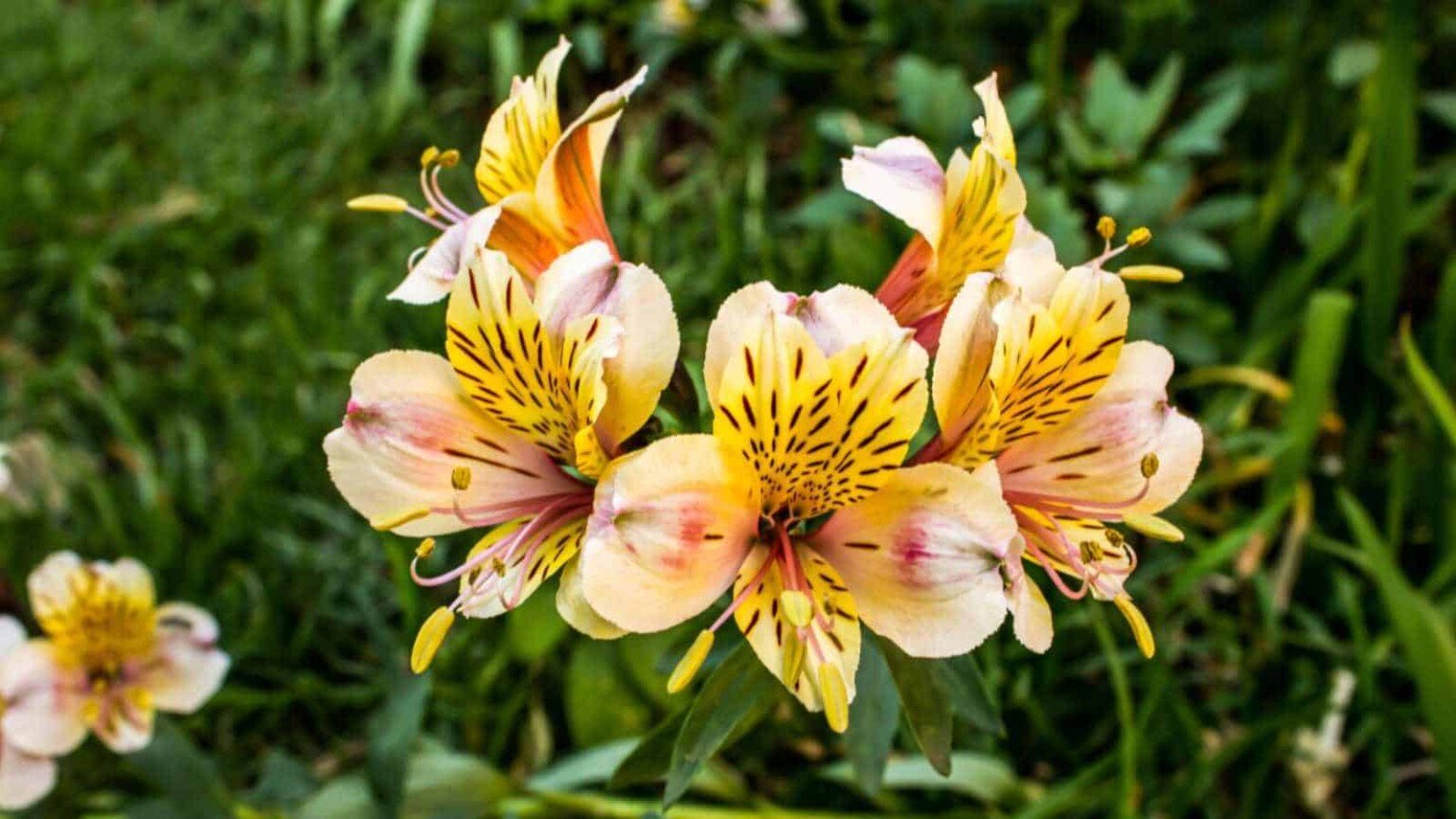 How to Plant, Grow and Care for Alstroemeria (Peruvian Lily)