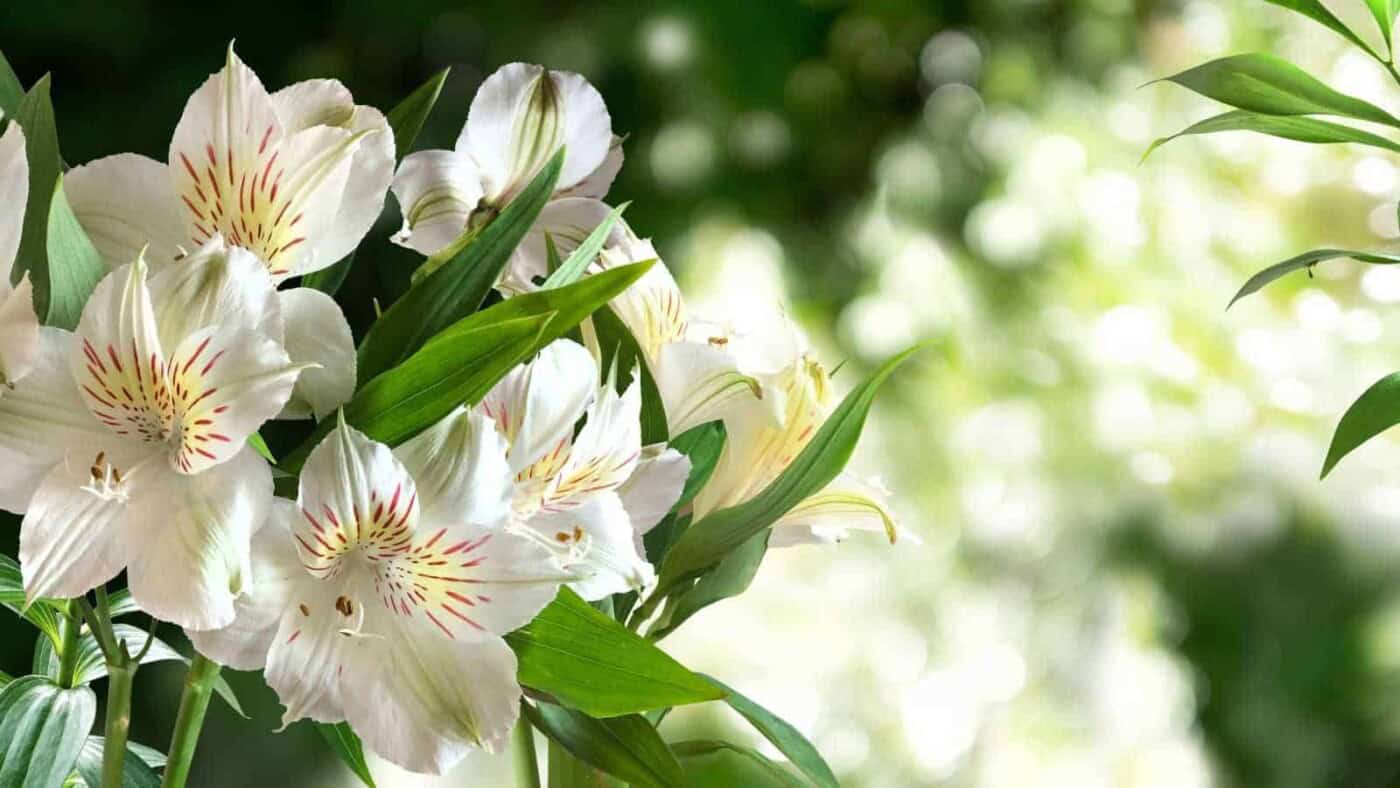 How to Plant, Grow and Care for Alstroemeria (Peruvian Lily)