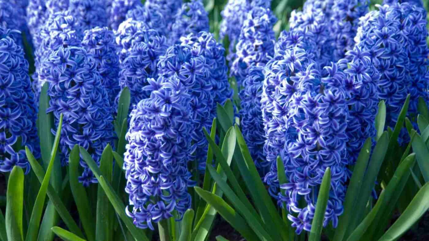 How to Plant, Grow, and Care for Hyacinth (Complete Guide)