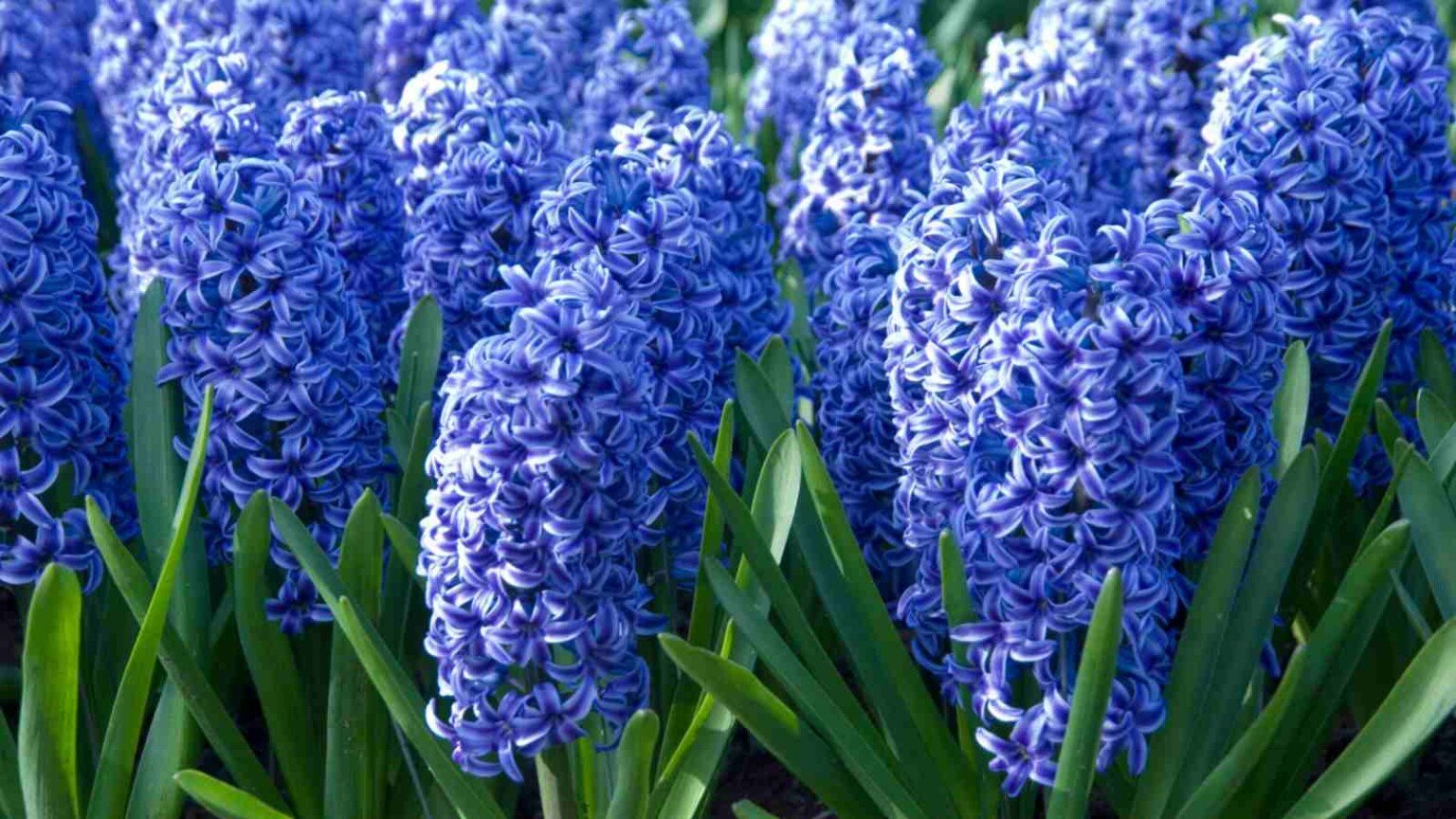 How to Plant, Grow, and Care for Hyacinth (Complete Guide)
