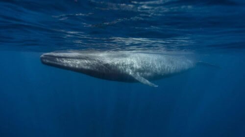Feeding Frenzy: 10 Animals with the Largest Appetites