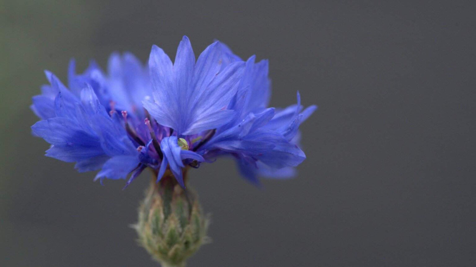 How to Grow and Care for Cornflower (Bachelor Buttons)