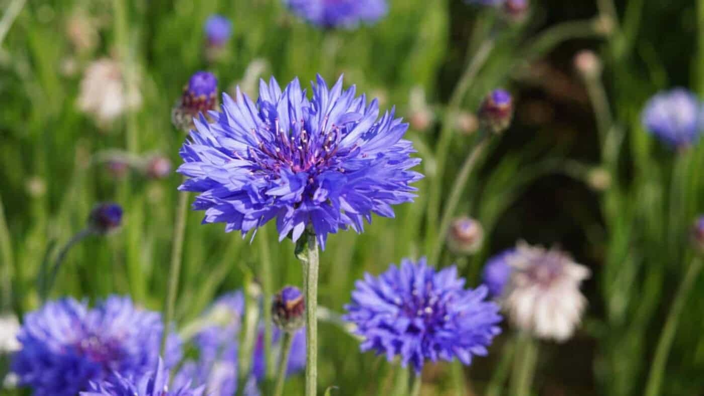 How to Grow and Care for Cornflower (Bachelor Buttons)