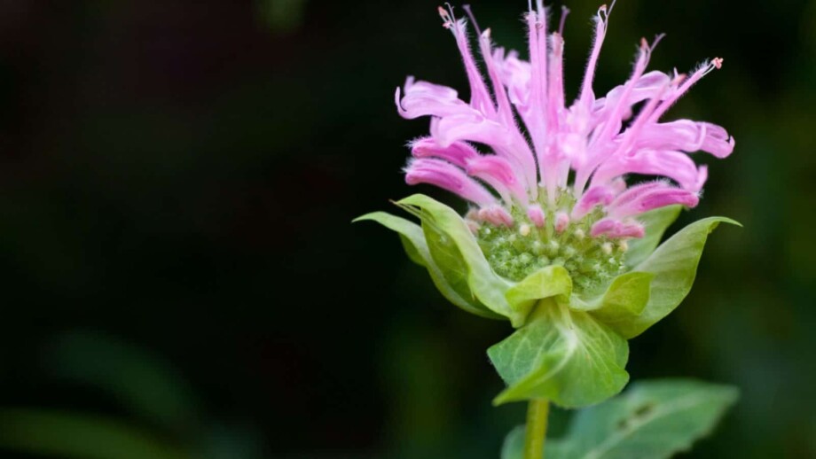 Sow and Grow: The 12 Simplest Flowers for Seed Starting