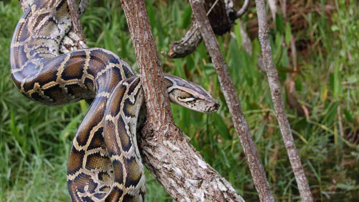 Feeding Frenzy: 10 Animals with the Largest Appetites