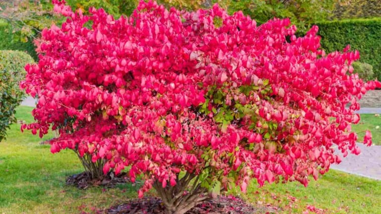 How to Grow and Care for Burning Bush (Eunymus alatus)