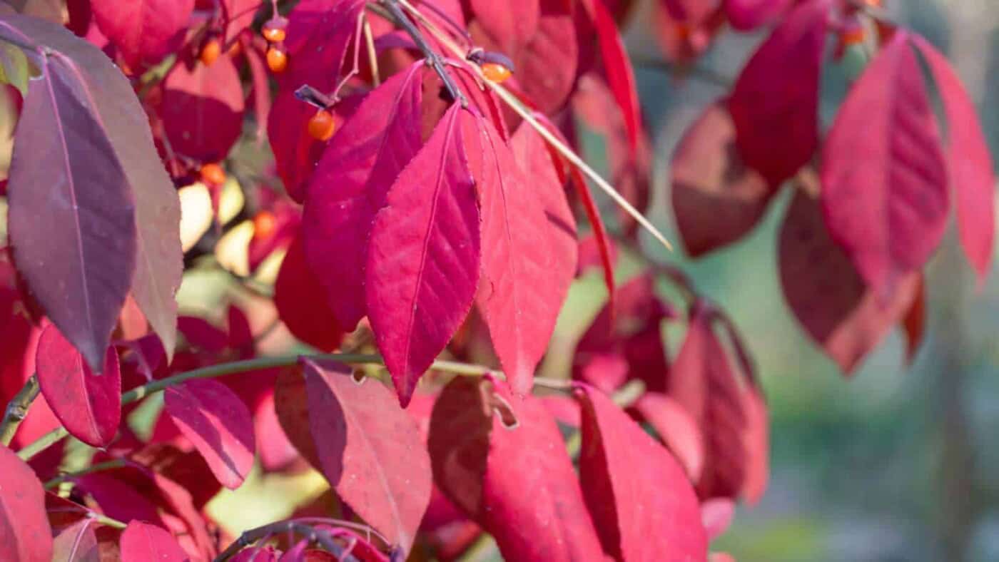 How to Grow and Care for Burning Bush (Eunymus alatus)