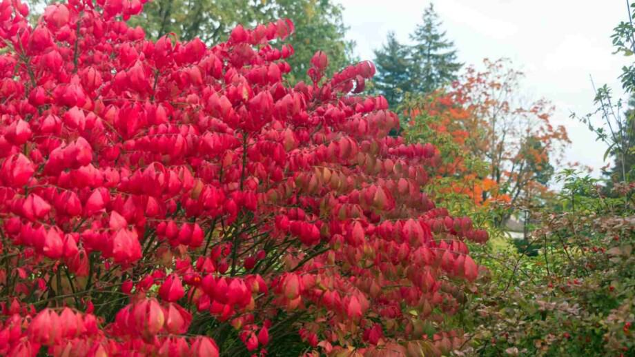 How to Grow and Care for Burning Bush (Eunymus alatus)