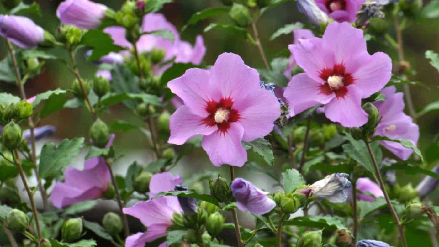Rose of Sharon: Complete Plant Care and Growing Guide