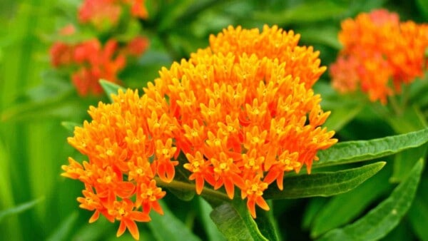 24 Orange-Flowered Perennials for Every Zone
