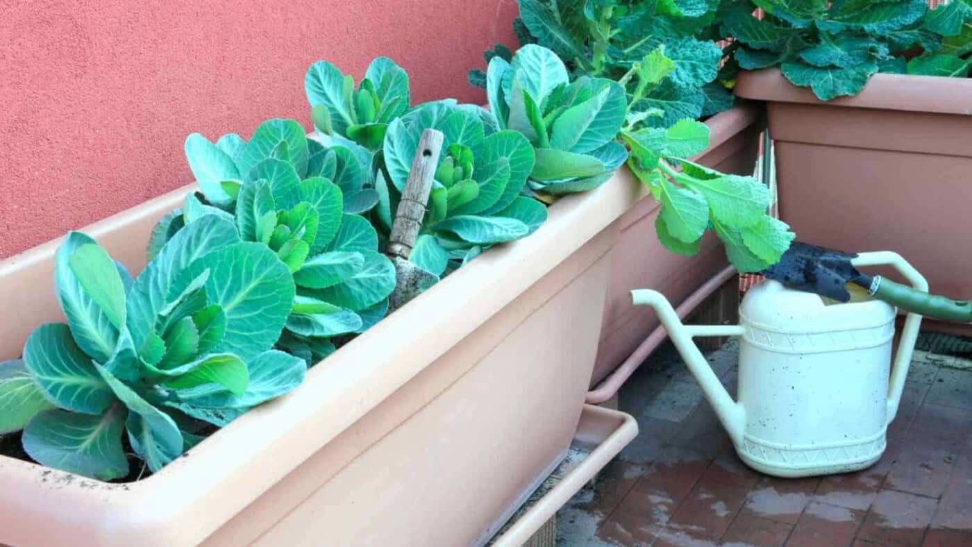 From Patio to Plate: The Best Vegetables to Grow in Containers