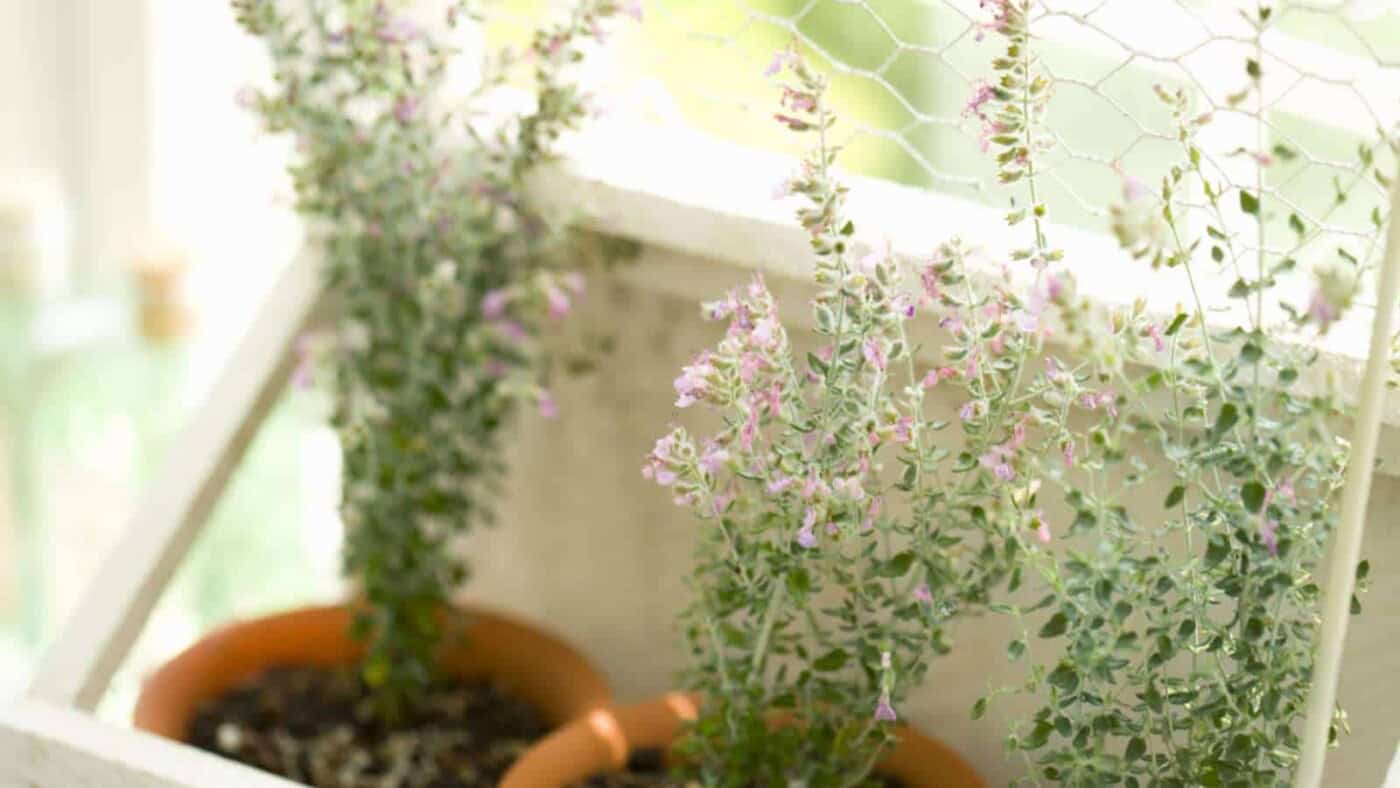 Purr-fectly Safe: Cat Safe Indoor Plants Your Cat Will Love