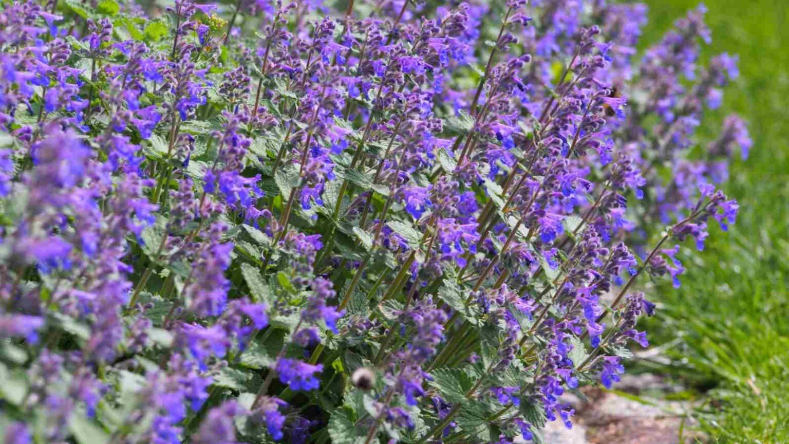 Catmint Guide: How to Plant, Grow, and Care for Nepeta