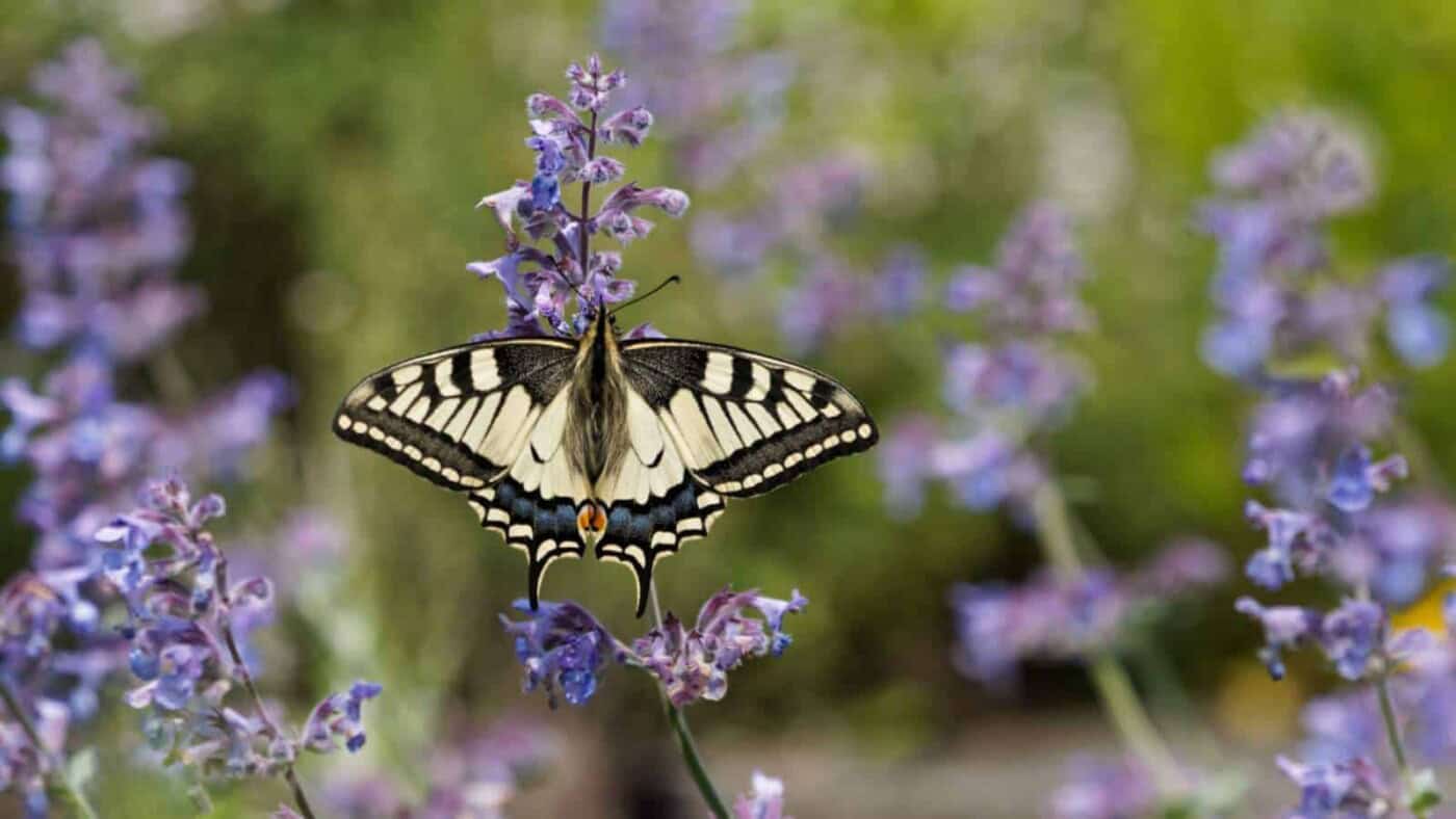 Catmint Guide: How to Plant, Grow, and Care for Nepeta
