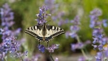 Catmint Guide: How to Plant, Grow, and Care for Nepeta