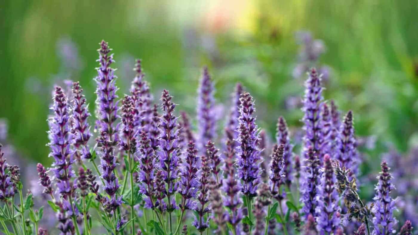 Catmint Guide: How to Plant, Grow, and Care for Nepeta