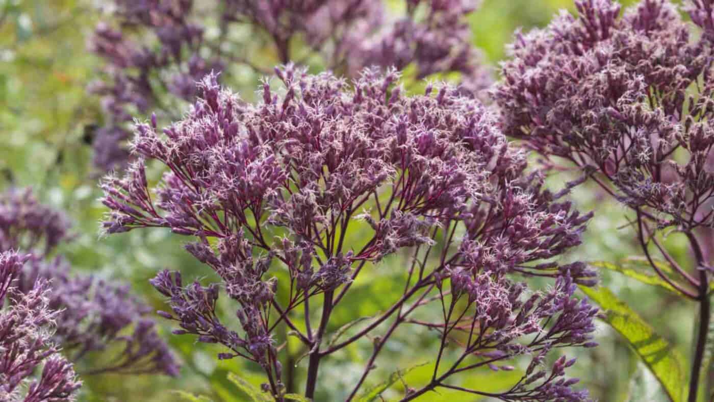 Purple Paradise: Transform Your Home with Stunning Indoor Plants