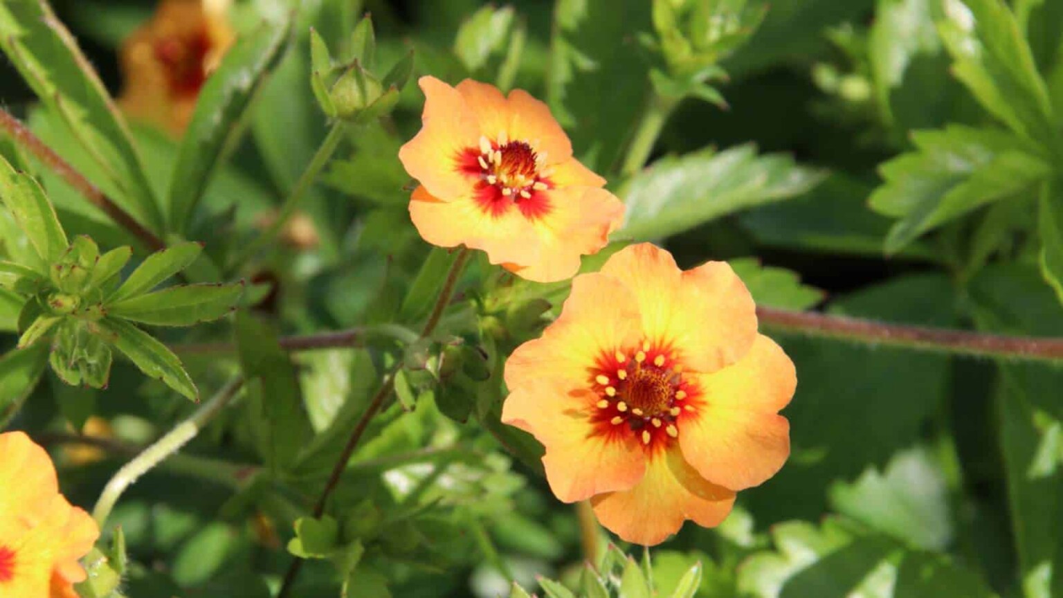 24 Orange-Flowered Perennials for Every Zone