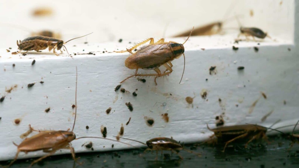 Are Roach Bombs Worth Using? What are the Common Problems?