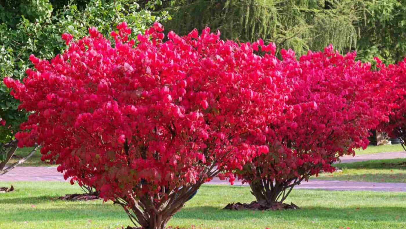 How to Grow and Care for Burning Bush (Eunymus alatus)
