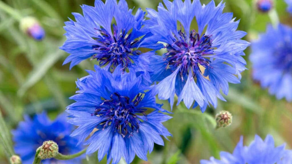 How to Grow and Care for Cornflower (Bachelor Buttons)