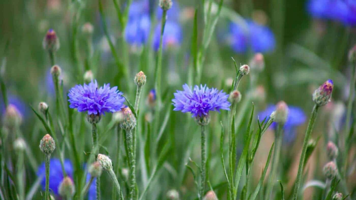 How to Grow and Care for Cornflower (Bachelor Buttons)