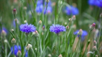 How to Grow and Care for Cornflower (Bachelor Buttons)