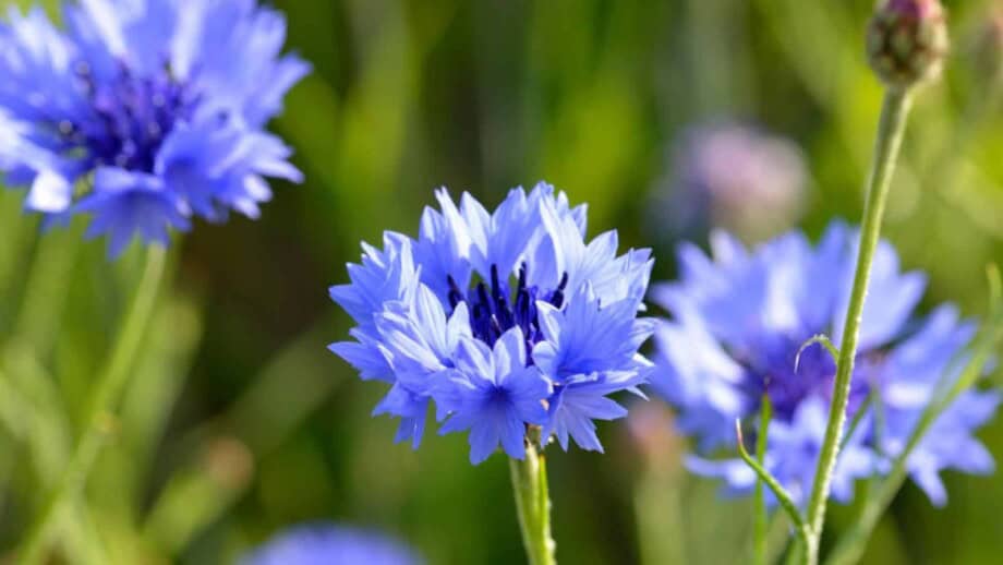 How to Grow and Care for Cornflower (Bachelor Buttons)