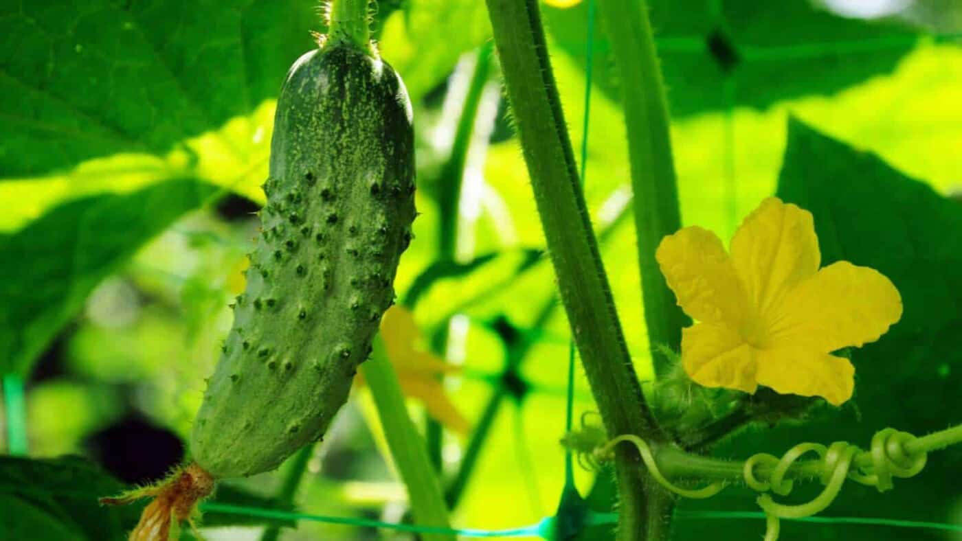 15 Edible Vines That Thrive in Containers & Small Spaces