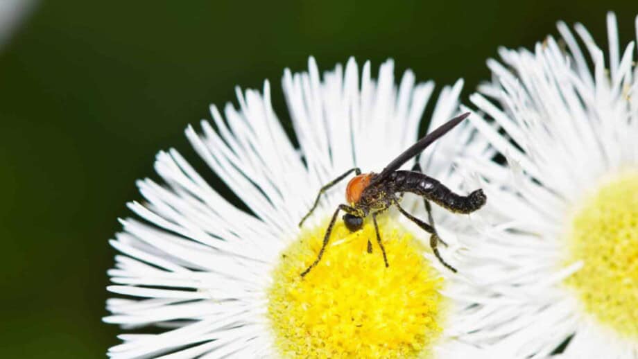 Love Bugs: What are They and How to Get Rid of Them?