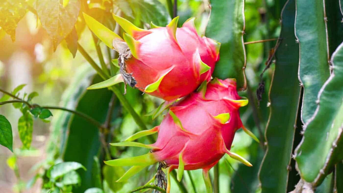 15 Edible Vines That Thrive in Containers & Small Spaces