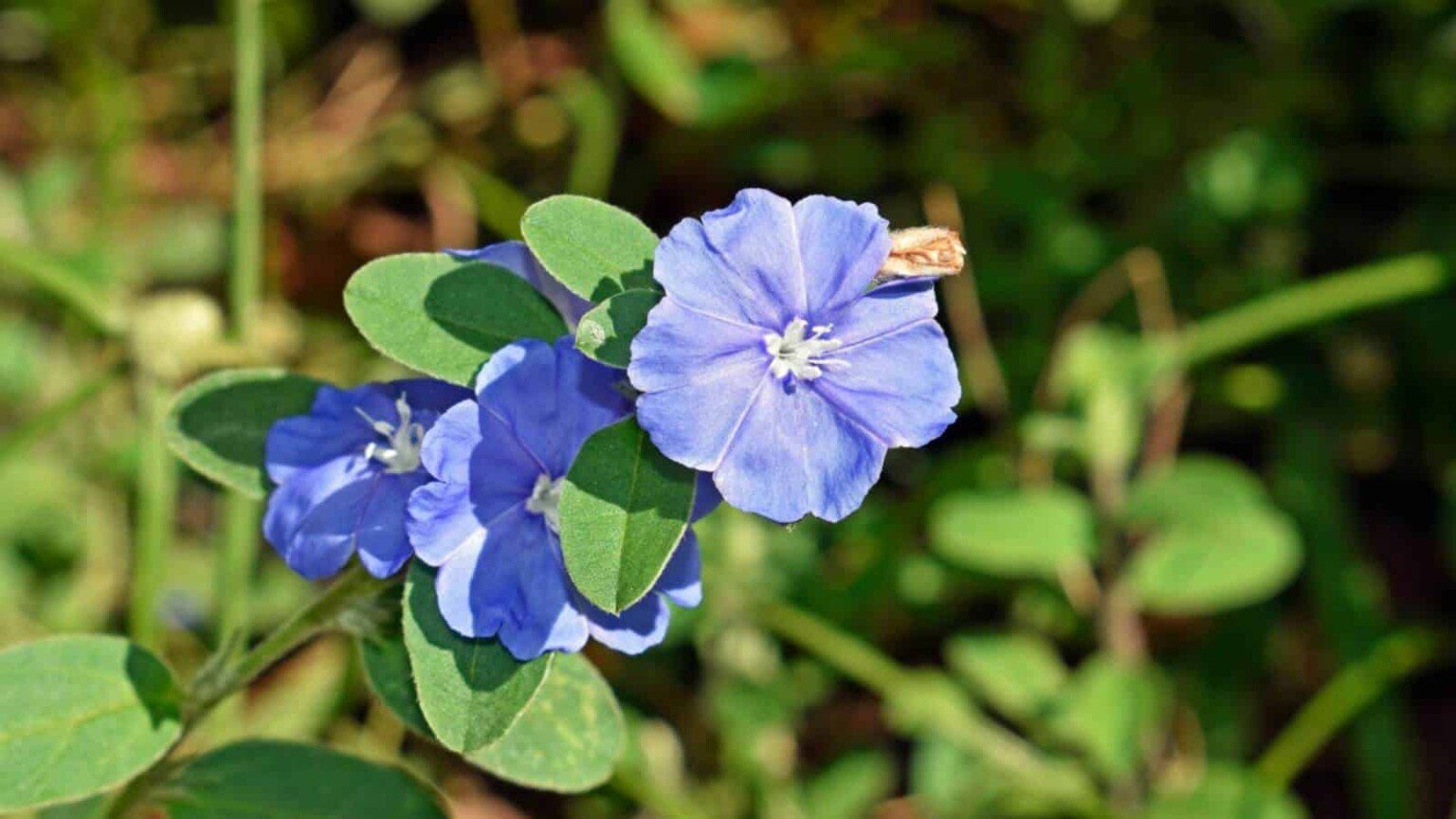 13 Enchanting Baby Blue Flowers for Your Garden