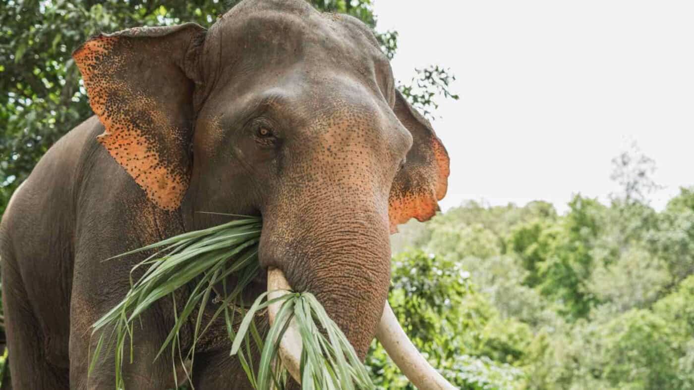 Feeding Frenzy: 10 Animals with the Largest Appetites