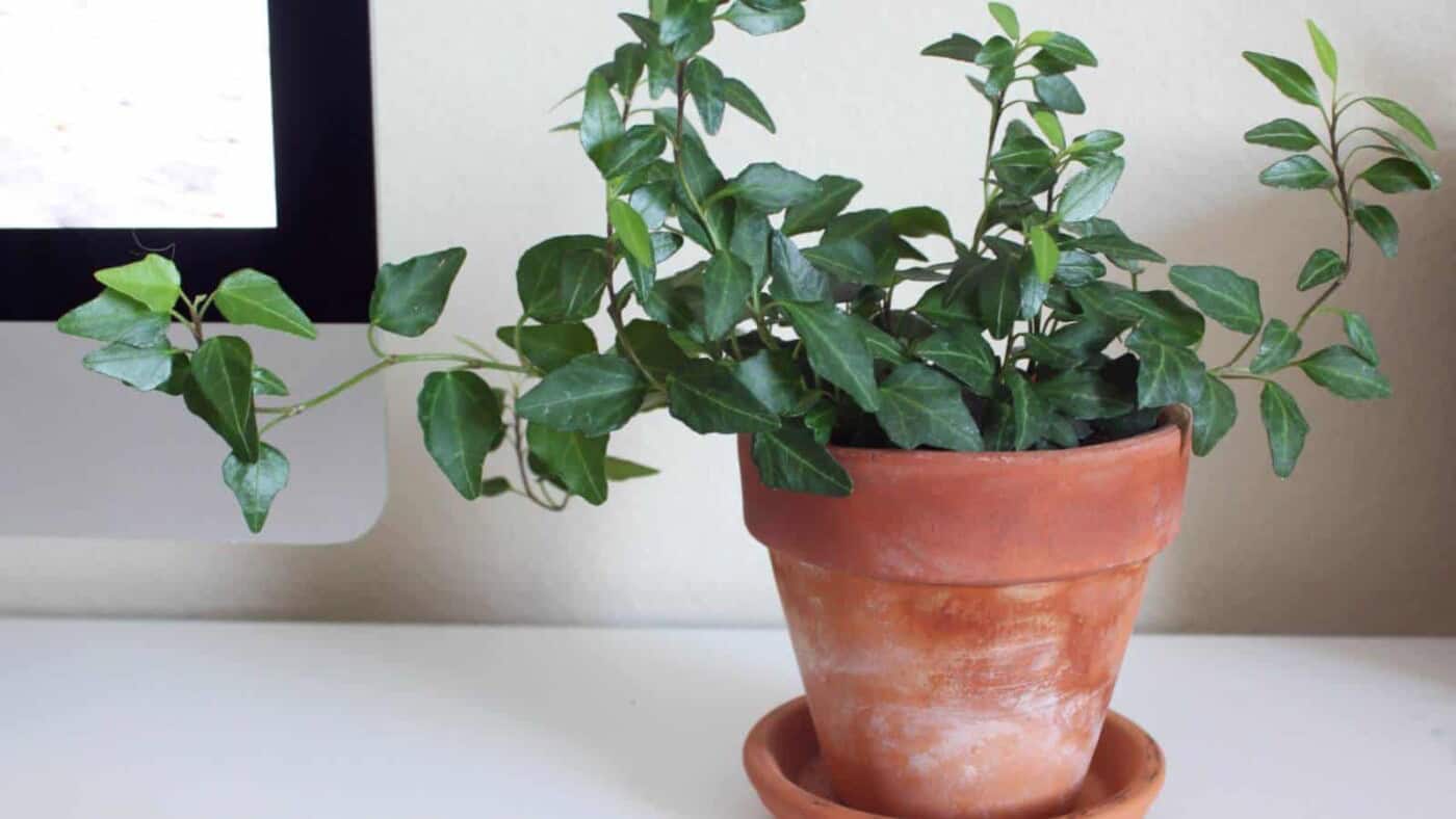 29 Best Desk Plants for Your Office (Low-Maintenance Plants)