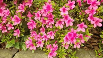 Azalea Guide: How to Plant, Grow, and Care for Azaleas