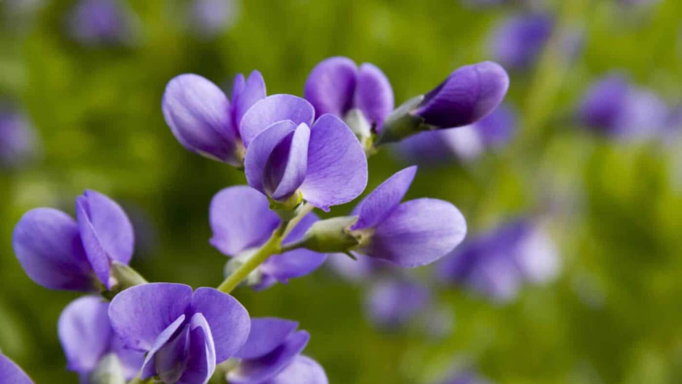15 Plants That Shine in Winter Landscapes - Cold Weather Plants