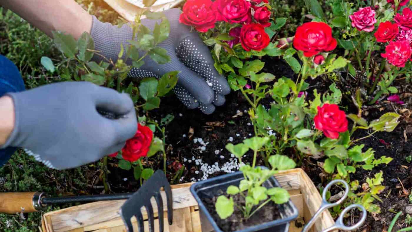 11 Must-Do February Gardening Tasks for a Blooming Season