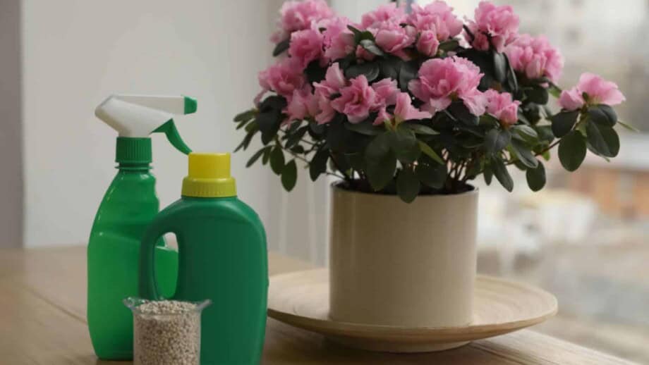 Azalea Guide: How to Plant, Grow, and Care for Azaleas